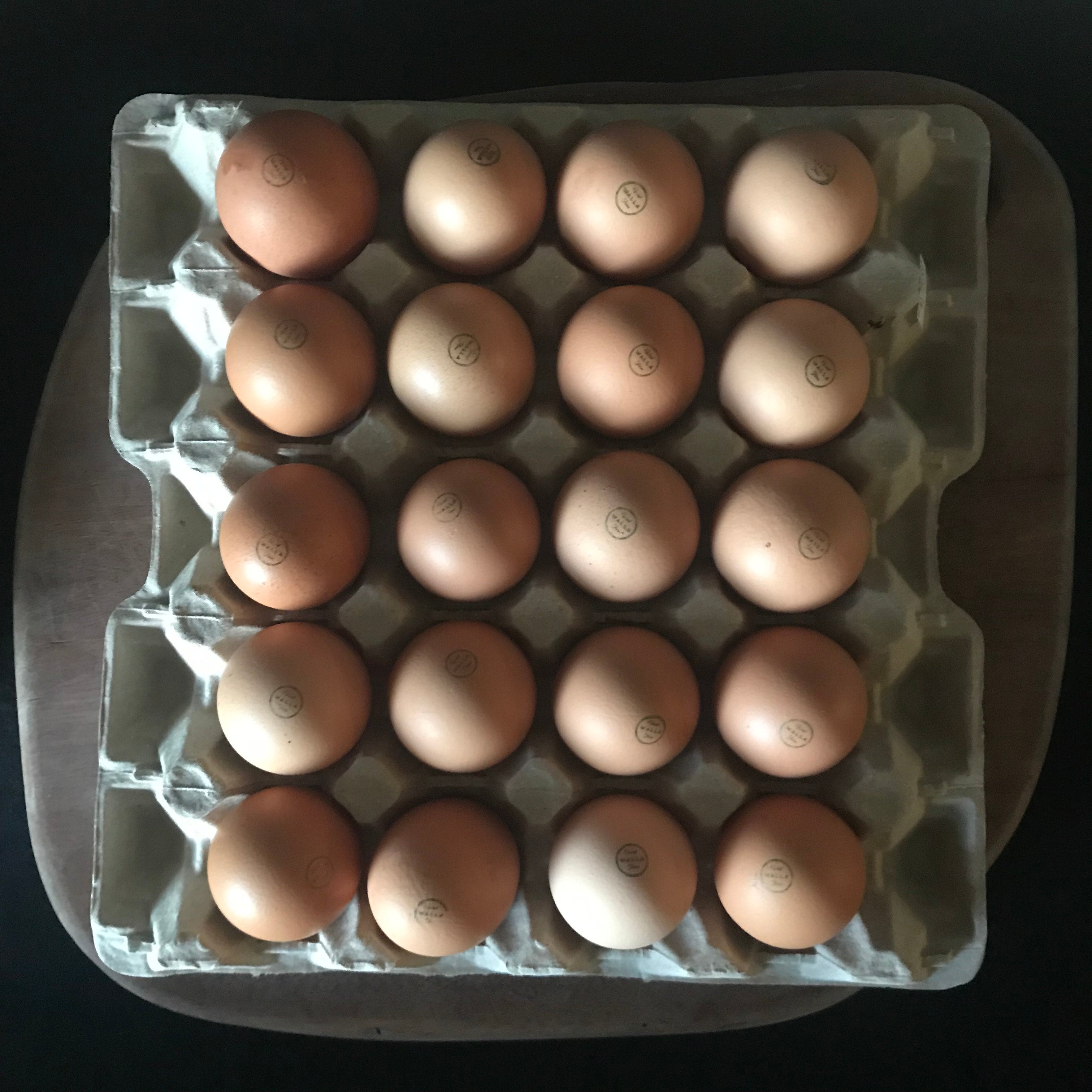 Whopper Rambling Riverina Pastured Eggs | West Walla Farm